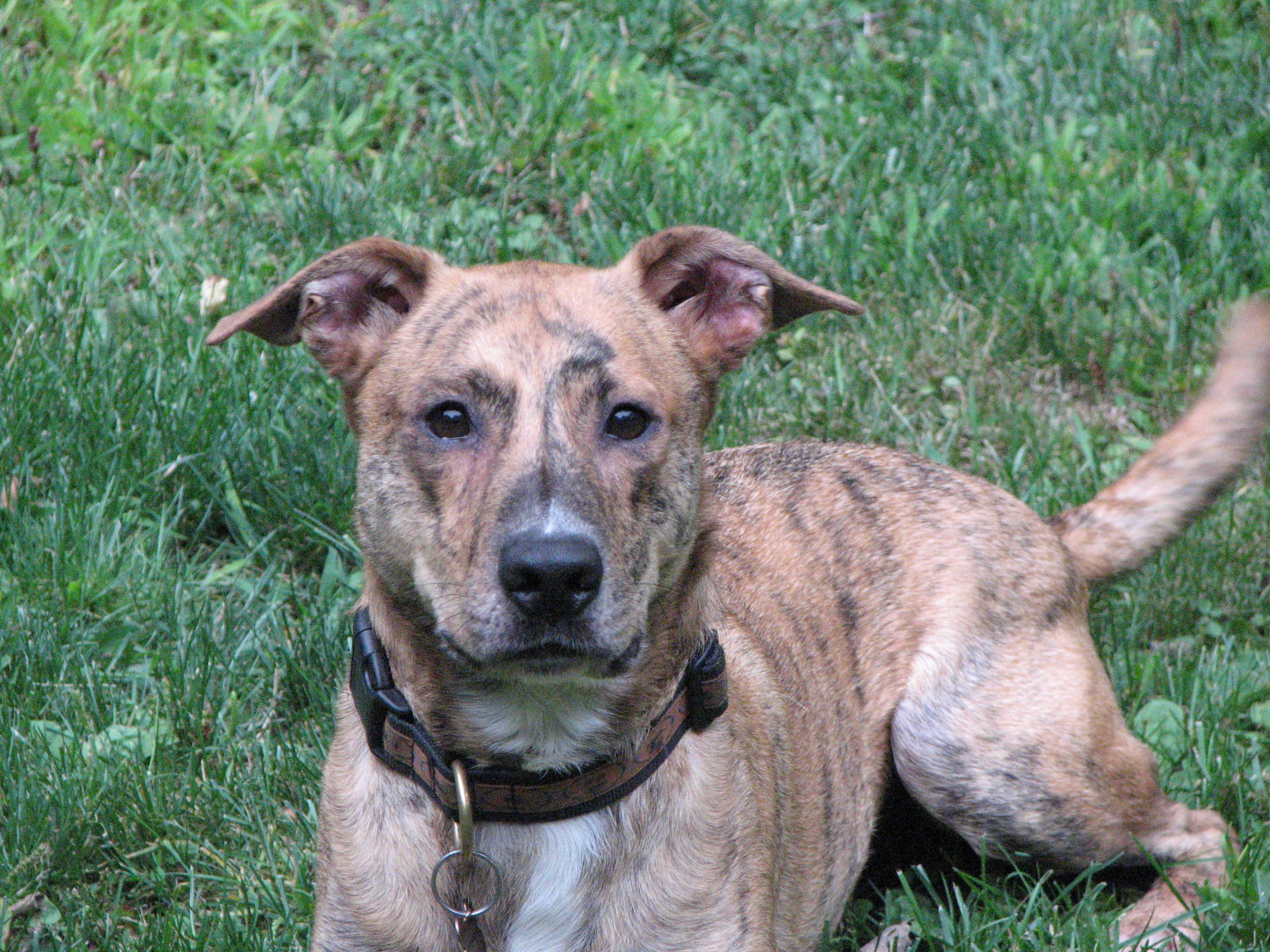 Canine Massage – After the Event Notes – Happy, Healthy, & The Prepared ...